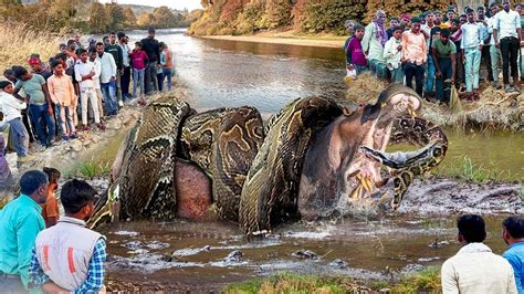 Terrifying Revenge Of Anaconda Queen In Against Unbeatable Power Of