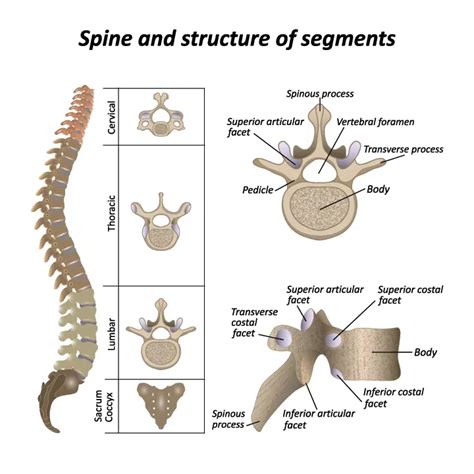 Understanding Spine Anatomy Spine Info