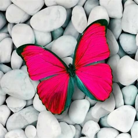 دانلود آهنگ دختر شیرازی جونم لینک مستقیم و متن کامل