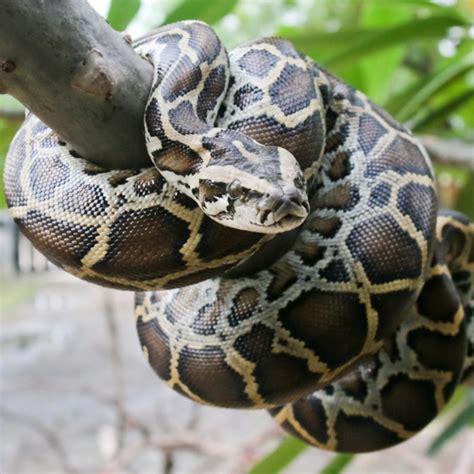 54 Year Old Grandma In Indonesia Reportedly Eaten Alive By 22 Foot Python