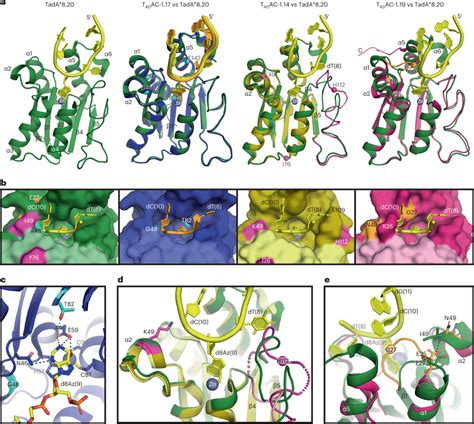 Crystal Structures Of Tada820 And Tadac 1 Variants A Superpositions