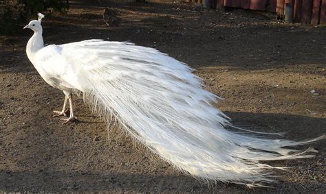 Nh Ng Lo I Chim C V Ngo I L L Ng Nh T Th Gi I Tri Th C Vi T Cho Ng I Vi T