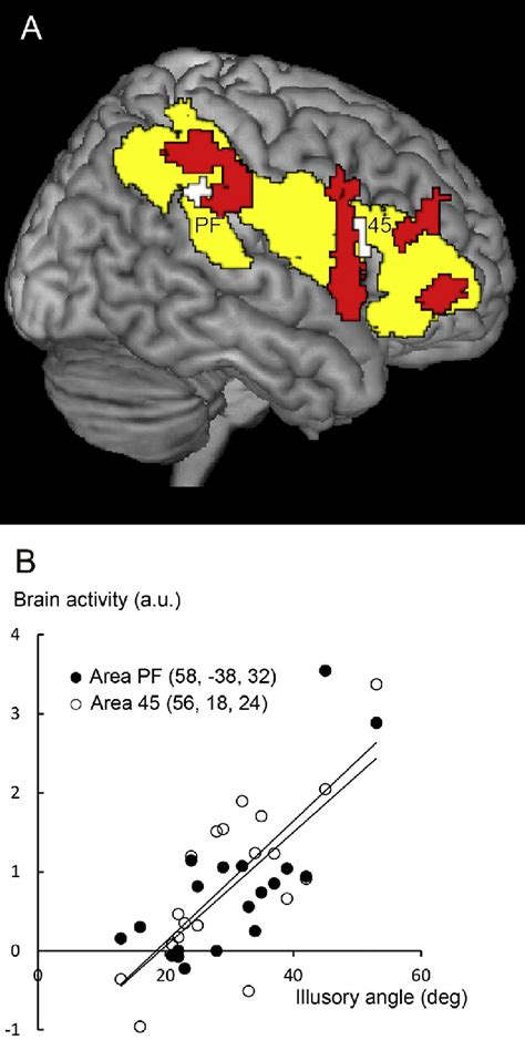 E Correlation Between The Right Inferior Frontoparietal Activities And Download Scientific