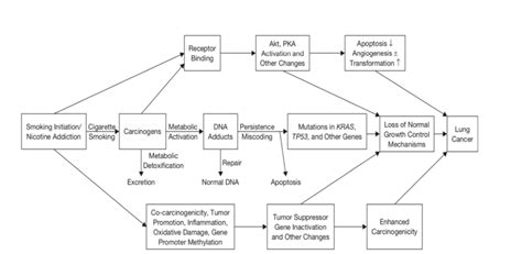 Smoking Cancer Diagram Cancer