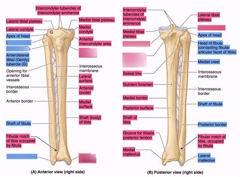 Diagram Of Tibia Quizlet
