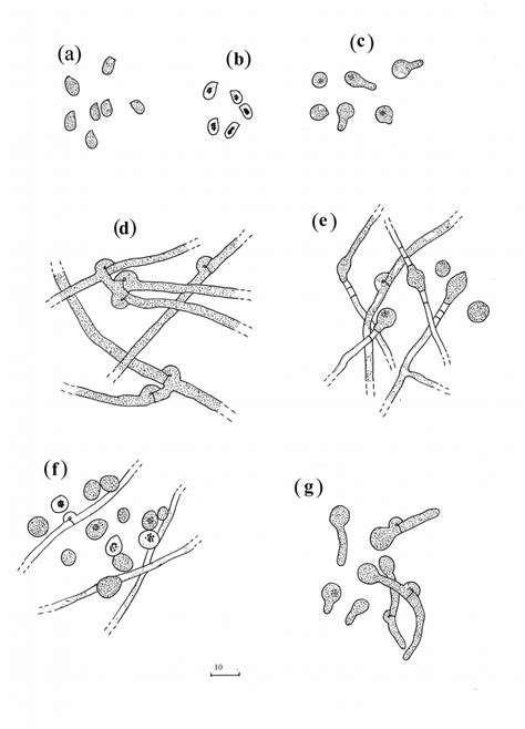 Basidiospore