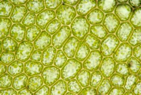 Lm Of Cells In A Leaf Of Moss Stock Image B060 0057 Science Photo Library