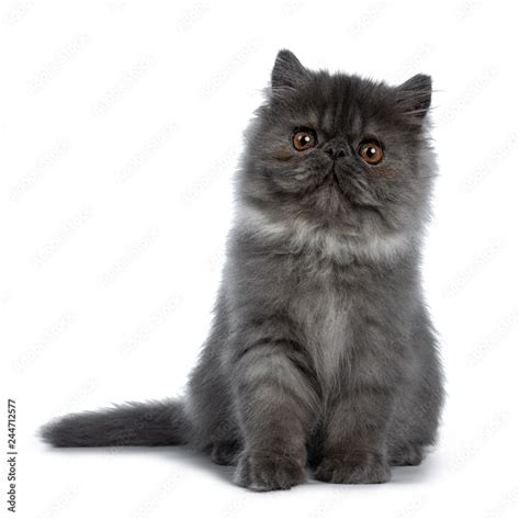 Gray Persian Cat Kitten