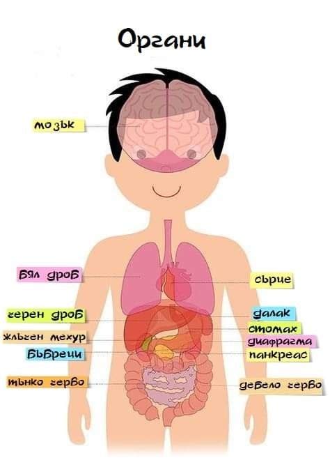 Органи в човешкото тяло
