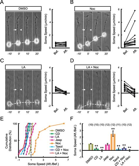 Figure 3 From Leading Tip Drives Soma Translocation Via Forward F Actin Flow During Neuronal