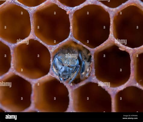 Yong Bee Inside Honeycomb Close Up Stock Photo Alamy