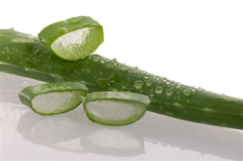 알로에 베라 초록색입니다 썬 신선한 Leafs 위의 흰색 배경 단독 0명에 대한 스톡 사진 및 기타 이미지 0명 가시 개성 개념 Istock