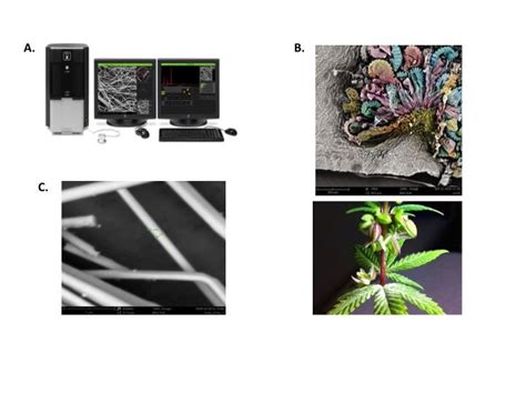 A Phenom Prox Sem Eds Instrument At Pcc B Top Fern Sporangia Image