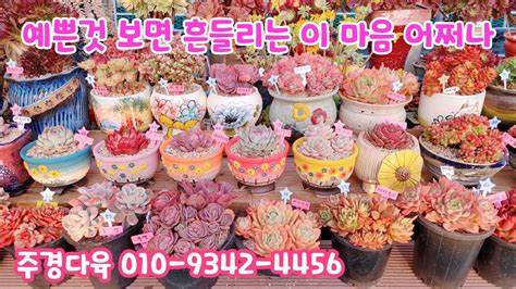 240316📍주경다육 백봉 흑법사철화 레몬로즈 아악무 더스티로즈 라즈아가 춥스철화 미리내 마제스티 옥연 Youtube