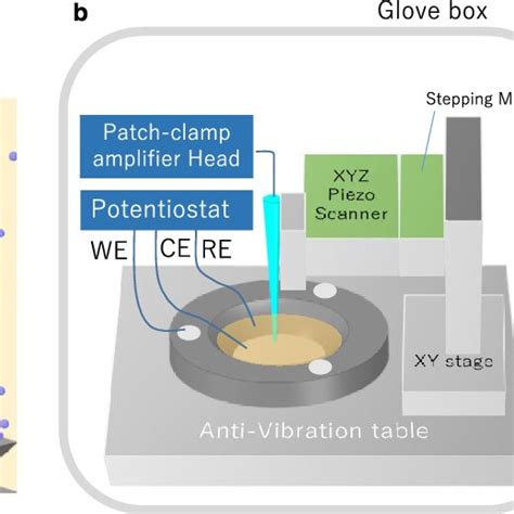 Scheme Of The Operando Sicm A Scheme Of An Ion Concentration