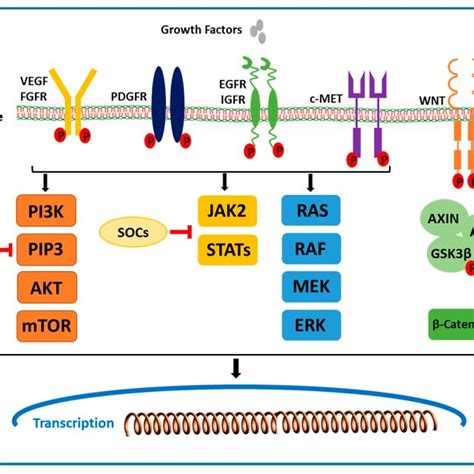 Schematic Representation Of Major Signaling Pathways Involved In Download Scientific Diagram
