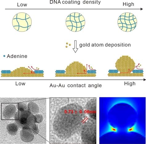 Dna‐encoded Gold‐gold Wettability For Programmable Plasmonic Engineering Zhai 2022