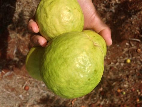 Local Guava Ruby Supreme Guava Fruit Lime