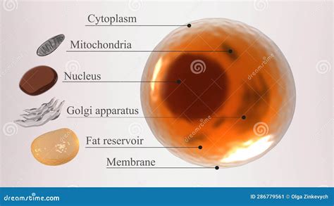 Adipose Cell Structure Infographic 3d Rendered Illustration Royalty