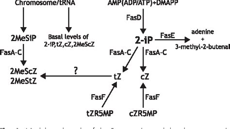 Rhodococcus Fascians Semantic Scholar