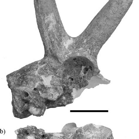 Skull Morphology Of Capromeryx Minor From The Late Pleistocene Of Download Scientific Diagram