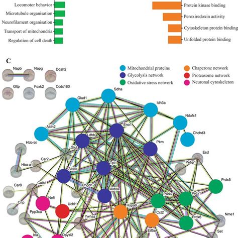 Functional Annotation And Network Analysis Of The Identified Proteins