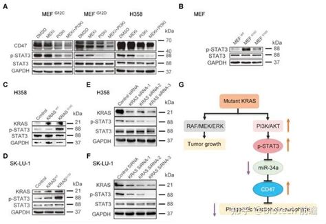 Cldn18 2单抗获批，汇总adc 双抗 Car T进度 知乎