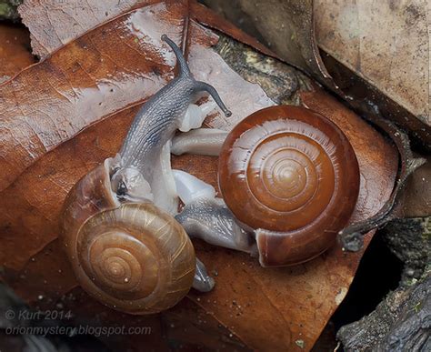 Up Close With Nature Bug Porn