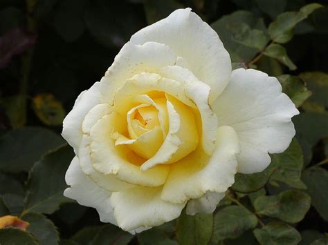 Beginner S Rose List Minnesota Rose Societyminnesota Rose Society