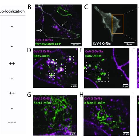 Figure Supplement 1 Sub Cellular Localization By Immunostaining Of