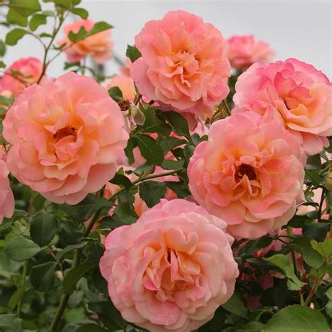Peach Melba ® Climbing Roses Garden Rose Bush Famous Roses World