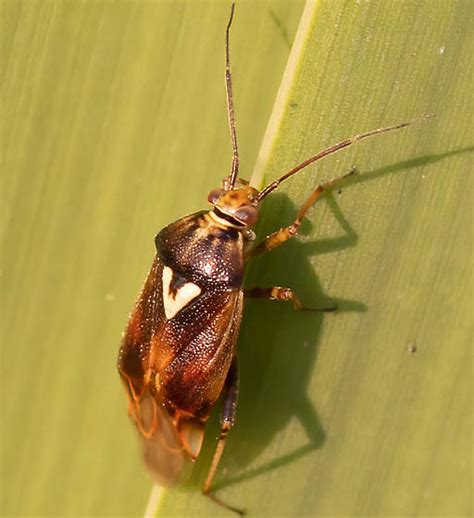 Plant Bug ID Lygus BugGuide Net