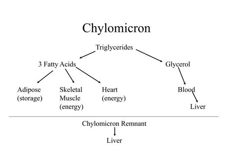 Ppt Lipoproteins Powerpoint Presentation Free Download Id1269877