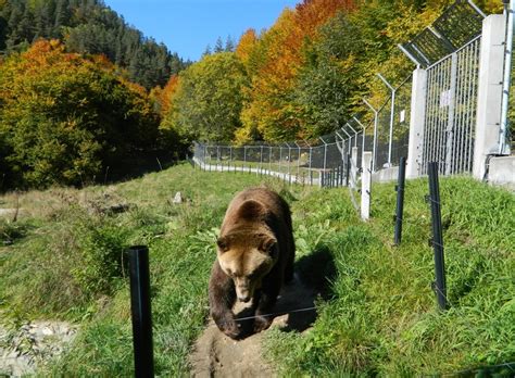 Почина 34 годишната мечка Нада от Парка край Белица Информационна агенция ПИК