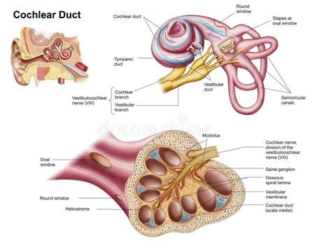 Anatomy Of The Cochlear Duct In The Human Ear Stock Illustration