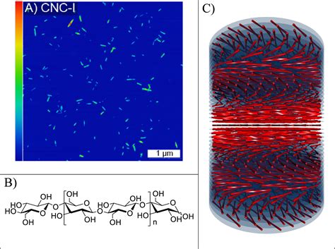 Cellulose Nanocrystal Allomorphs Morphology Self Assembly And Polymer End Tethering Toward