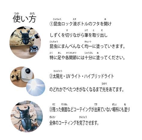 Nesia Online Shop 【かんたん昆虫標本】昆虫ロック