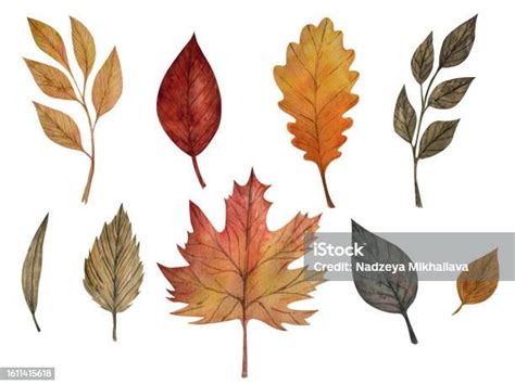 수채화 나뭇잎 세트 흰색 배경에 분리된 꽃 요소의 손으로 그린 그림 단풍나무 아스펜 애쉬 자작나무 참나무의 잎은 계절 클립아트 장식을 위한 가을 색입니다 10월에 대한 스톡