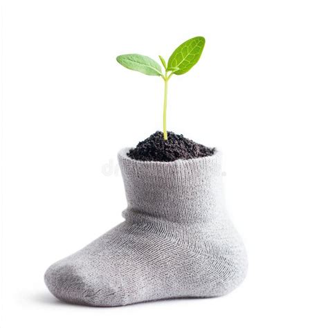 A Tiny Seedling Sprouts From A Sock Filled With Earth Symbolizing New Life And Possibilities