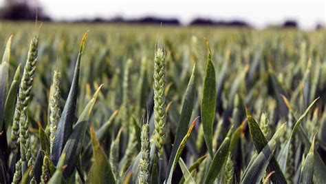 Organic Trial Reveals Top Three Highest Yielding Wheat Varieties