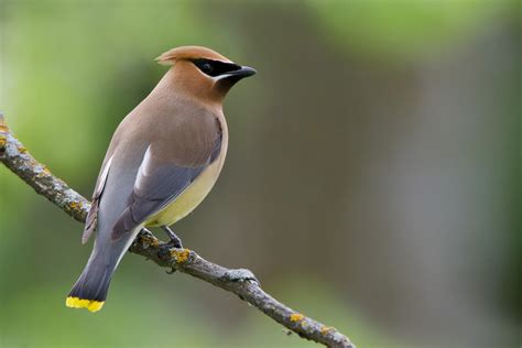 Majestic Cedar Waxwing Hd Wallpaper Elegant Wildlife In Stunning Detail