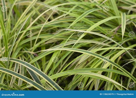 Chlorophytum Comosum Tree Stock Image Image Of Fresh 118624579