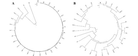 phylogenetic trees showing the relationship among triploid derived