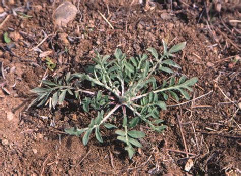 Nevada Noxious Weed Field Guide Spotted Knapweed Extension