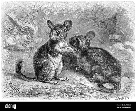 Chinchilla Brevicaudata