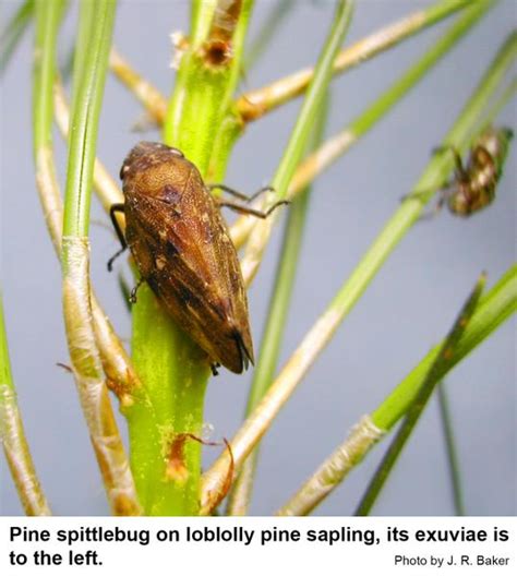 Pine Spittlebug Nc State Extension Publications