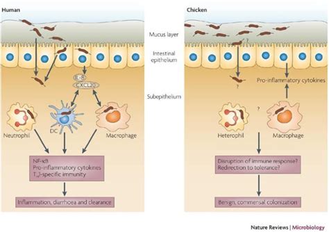 Campylobacteriosis Campylobacter Infection And Food Poisoning