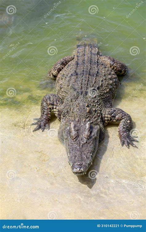 The Salt Crocodile Swimming On The River Near Canal Stock Image Image