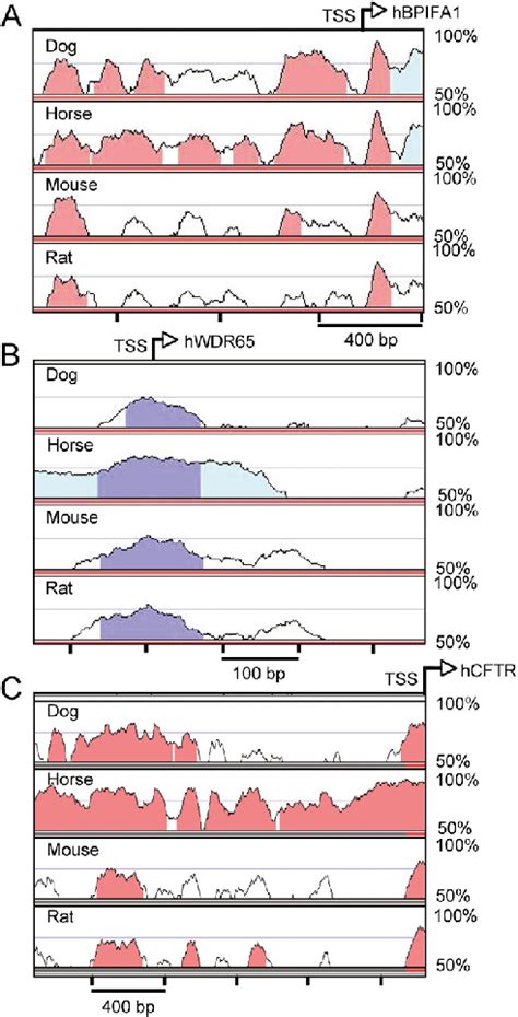 Visualizing Global Dna Sequence Alignments Of Arbitrary Length Vista