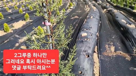 옥전농부블루아이스잎에 흰점이 많이 생겼어요무슨현상알려주세요 Youtube